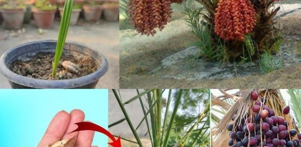 Dattelpalme Aus Kern Ziehen