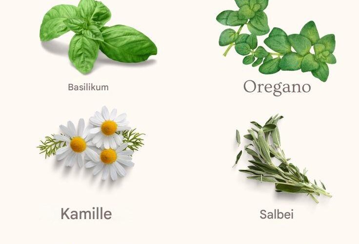 Naturliches Antibiotika Rezept